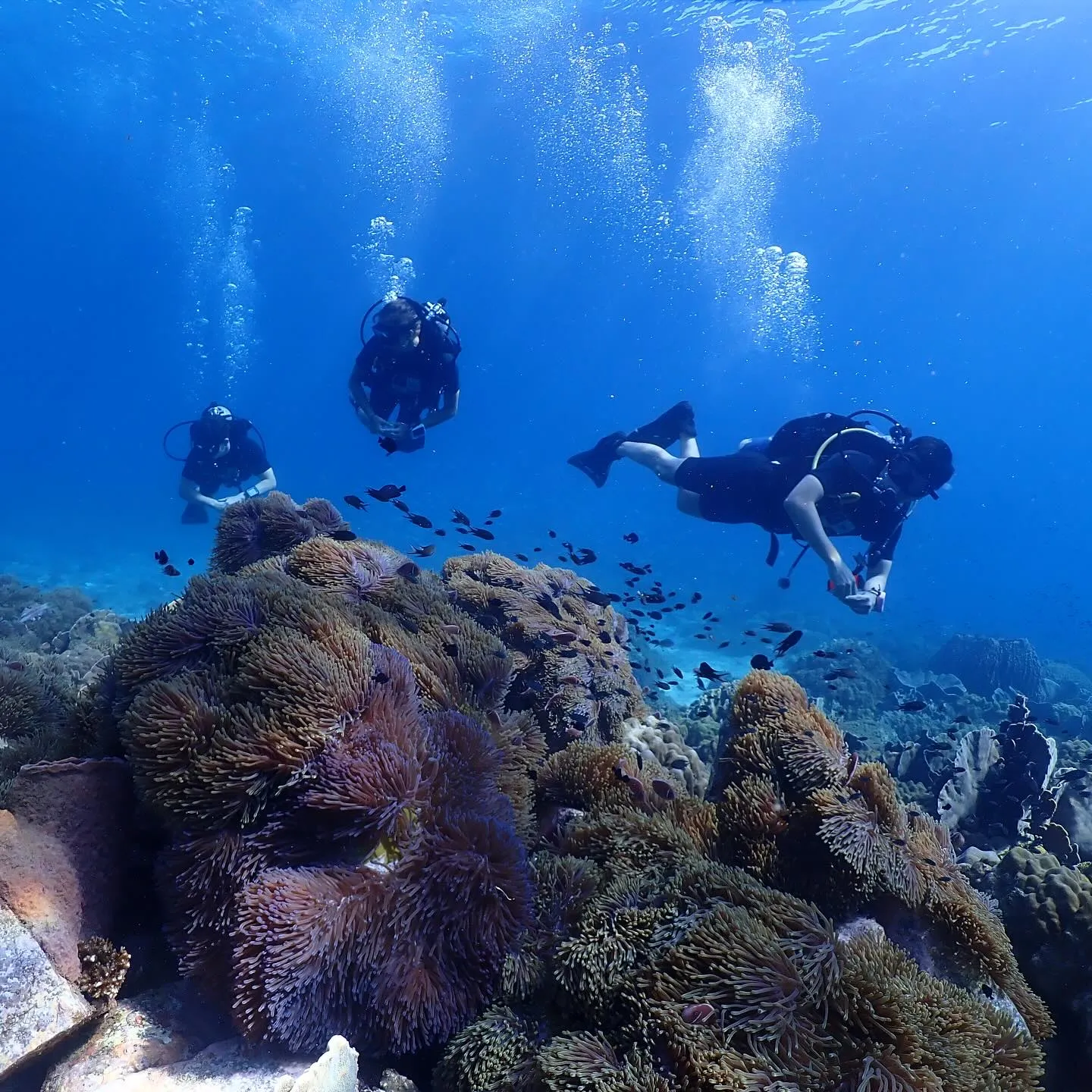 3 Scuba Diving Fun Dives | Koh Chang by Thai Ocean Academy Koh Chang